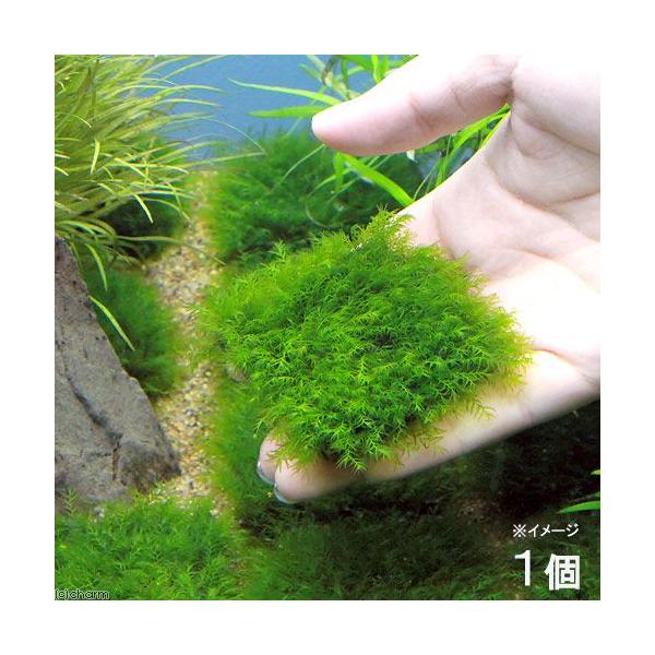 PF_SPQ　熱帯魚　ウォーターフェザー　水草　マット　タイル　all_plants　wp_kywrd　_wfzbrwp　20140521　_fish　_aqua　20140526　AT　mosmat　catmossraise2022wat...