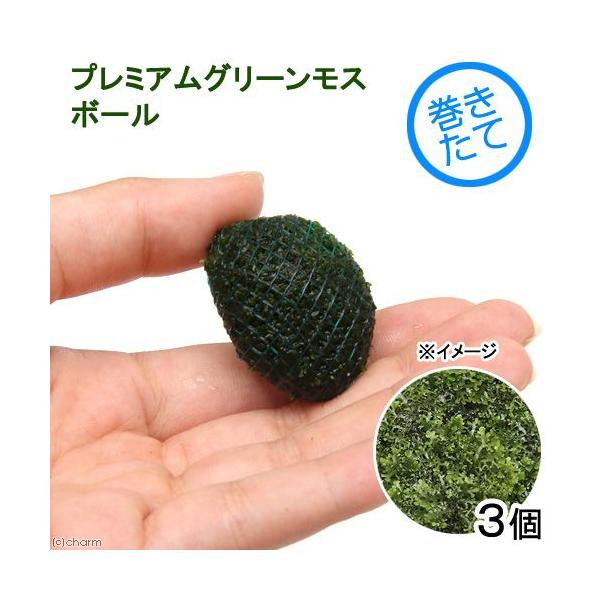 熱帯魚　_kame　水草　コケ　モス類　all_plants　wp_kywrd　プレミアムモス　プレモス　モスｓｐ　premoss　_auqa　流木　ＡＴ　20140729　ビバリウム　アクアテラリウム　パルダリウム　ccampain191...
