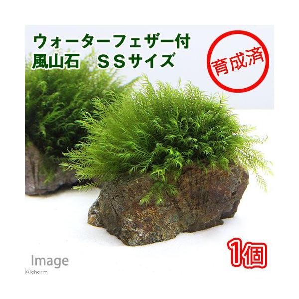 PF_SPQ　熱帯魚　ウォーターフェザー　水草　モス／シダ付流木　塊状はこちら　その他モス種はこちら　all_plants　jp1109　mos_drift_wood　wp_kywrd　20141211　ＹＳ　rksp1303水草　mzks...