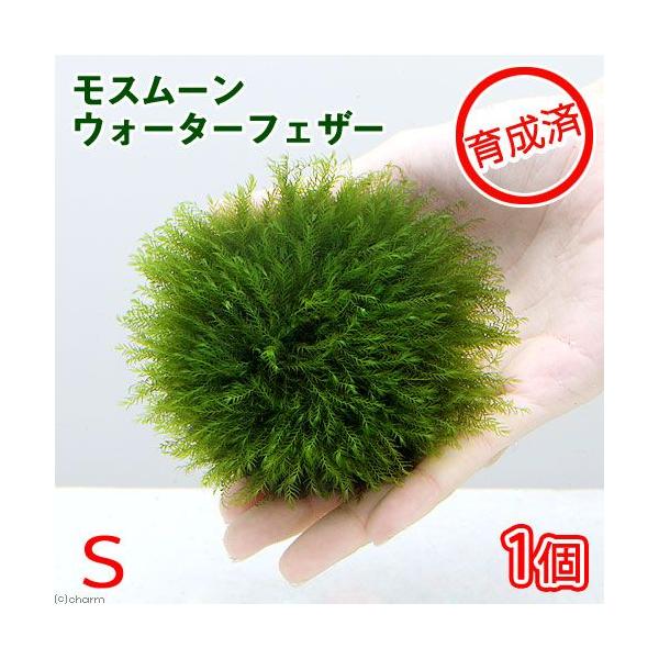 PF_SPQ　熱帯魚　ウィローモス特集　水草ハウス　ドーム状はこちら　ドーム南米モスはこちら　南米モスはこちら　ドーム南米モスＳはこちら　all_plants　ウィローモス　エビが喜ぶアクセサリ　wp_kywrd　南米産　ウォーターフェザー...
