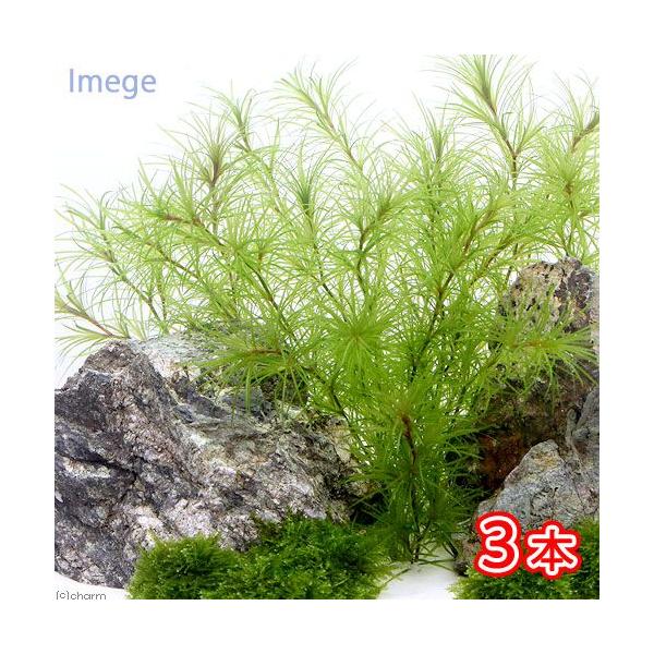 PF_SPQ　熱帯魚　水草　後景草　透明感のある　wp_kywrd　shrimp_plants　_aqua　specialplants　AT　20140917　p5mizbrk2305　nscm2308