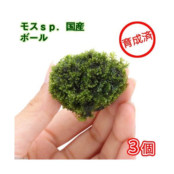 熱帯魚　活着する水草　コケの仲間　水草　コケ　モス類　all_plants　wp_kywrd　saki27to09　1008_KM　wp2000fes　catmossraise2022steaky　育成済　モスsp.　国産　ボール　無農薬　...
