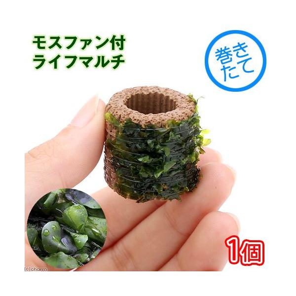 熱帯魚　_aqua　エビ用水草　CO2なしでも育つ水草　水草　コケ　モス類　all_plants　wp_kywrd　ゼニゴケsp　20141126　notco2_wp　catmosscreate2022marchantia　point5wp...