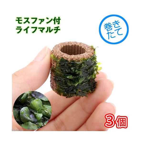 _aqua　熱帯魚　エビ用水草　CO2なしでも育つ水草　水草　コケ　モス類　all_plants　wp_kywrd　ゼニゴケsp　20141126　notco2_wp　catmosscreate2022marchantia　p5mizbrk...