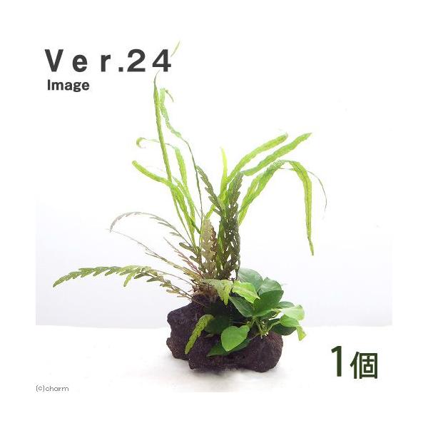 熱帯魚　thebonsaiseries　穴あき溶岩石　水草　溶岩石付　all_plants　wp_kywrd　ザボンサイシリーズ　20150125　okudake　okudakeplants　point5wplants