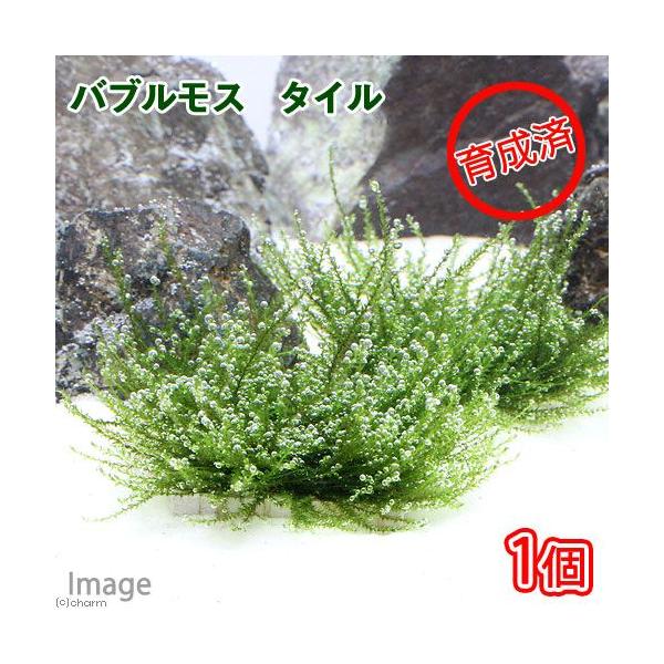 PF_SPQ　熱帯魚　_aqua　ウィローモス特集　エビ用水草　水草　コケ　モス類　all_plants　ヤナギゴケ科　ヤナギゴケ属　Leptodictyum　riparium　バブルモス　ヤナギゴケ　ストリンジーモス　クリスタルモス　エビ...