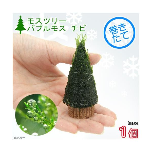 熱帯魚・エビ他　ウィローモス特集　ビギナーにお勧め　水草付き流木　エビ用水草　ろ材素材はこちら　バブルモスはこちら　ライフバブルモスグッズはこちら　ＣＯ２なしでも育つ水草　水草ハウス　all_plants　ウィローモス　20100408　K...