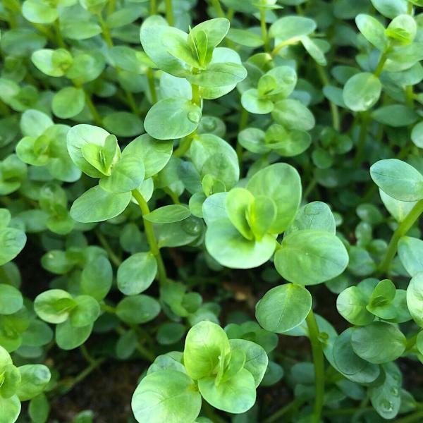 PF_SPQ　熱帯魚　_wp　中景草　横に広がる　ミソハギ科　Lythraceae　キカシグサ属　Rotala　sp.`green'　水中葉　無農薬　20000101　YS　rotara_　20150108　KIX　_aqua　グリーンロタ...