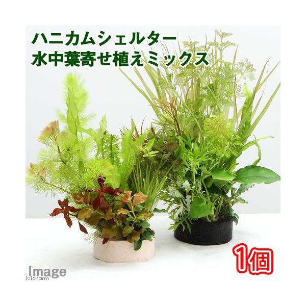 熱帯魚　plants20071207　水草　鉢植え水草　life_plant_etc寄せ植え　life_malti_wp　wp_kywrd　lifemultiseries　20150113　ＹＳ　mix-honeycomb　bnryoseu...