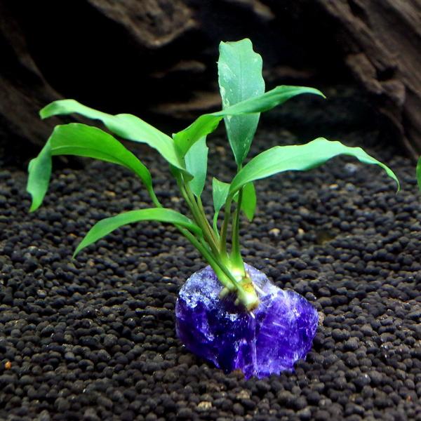 流木・石　石　鉱物　アクアリウム　テラリウム　パルダリウム　両生類　爬虫類　熱帯魚　ベタ　betta　闘魚　水草　アヌビアス　鉱石テラリウム　ジェムプランツ　ミネラル　宝石　水晶　レイアウト素材　鉱石　形状お任せ　おまかせ　ダークアメジスト...