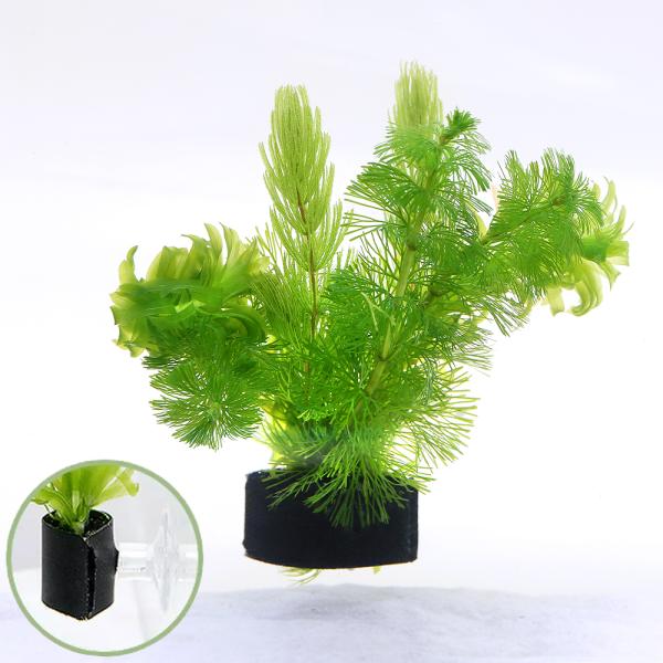 熱帯魚　_wp　_aqua　金魚・メダカ　金魚藻　有茎（ア行）　ＣＯ２なしでも育つ水草　水草　後景草　透明感のある　金魚に合う水草　メダカや金魚と相性のいいアナカリス　all_plants　メダカ水草　　アナカリス　ピタッと　ＲＳ　kaij...