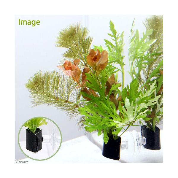 熱帯魚　_wp　_aqua　金魚・メダカ　金魚藻　有茎（ア行）　ＣＯ２なしでも育つ水草　水草　後景草　透明感のある　金魚に合う水草　メダカや金魚と相性のいいアナカリス　all_plants　メダカ水草　hansyoku_anakari　アナ...