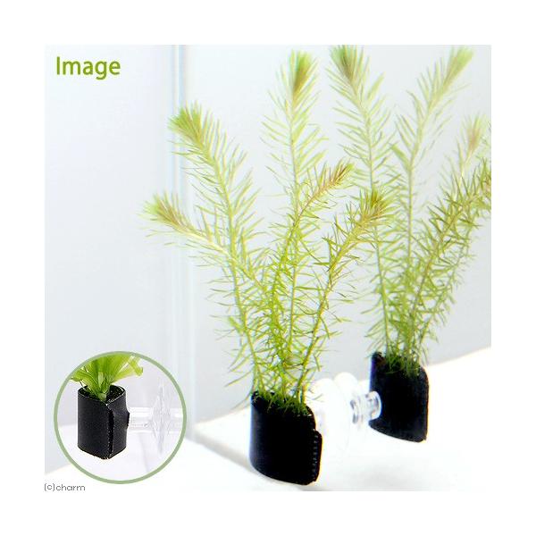 熱帯魚　_wp　_aqua　金魚・メダカ　金魚藻　有茎（ア行）　ＣＯ２なしでも育つ水草　水草　後景草　透明感のある　金魚に合う水草　メダカや金魚と相性のいいアナカリス　all_plants　メダカ水草　hansyoku_anakari　アナ...