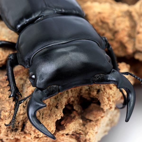 PF_SPQ　Thai_Laos_insect　wild_insect　昆虫　クワガタムシ　販売　飼育　外国産　オオクワガタ　アンテ　アンタエウス　ミヤシタイ　Dorcus　antaeus　miyashitai　kongetsunyukai...