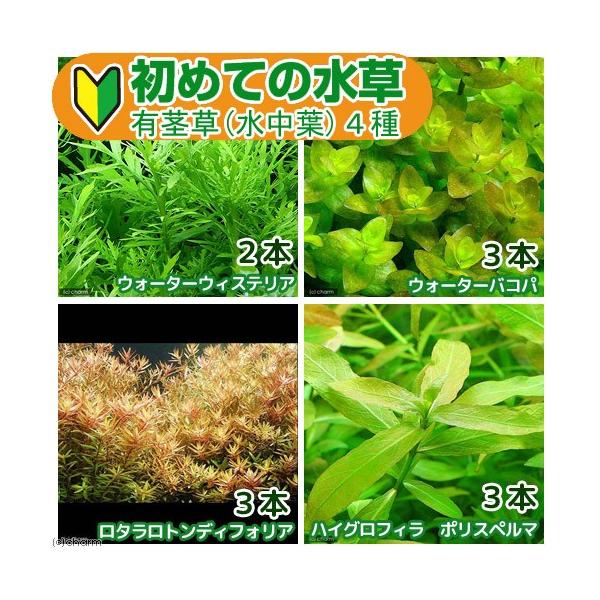 熱帯魚　_wp　_aqua　ビギナーにオススメ　水草セット０８０９　水草　セット　レイアウト　水草ビギナーセット　wp_kywrd　初心者　初めての水草シリーズ　20150707　HMY　1000円セット　1000円　reiauto01　s...