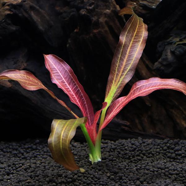 PF_SPQ　熱帯魚　_aqua　Ech　カ行〜　水草　エキノとその近縁　後景　エキノドルス　all_plants　aqua_life20101　uljh696水草　mzks_　mizukusa_n_0729　20170418　TKNKレオ...