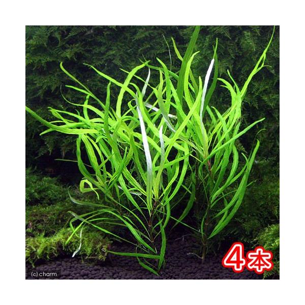 熱帯魚　有茎　サ〜ナ行　水草　後景草　細い　テンプルプラント　ナロー　20180612　ＪＡ　大きい　細長い　p5mizbrk2305