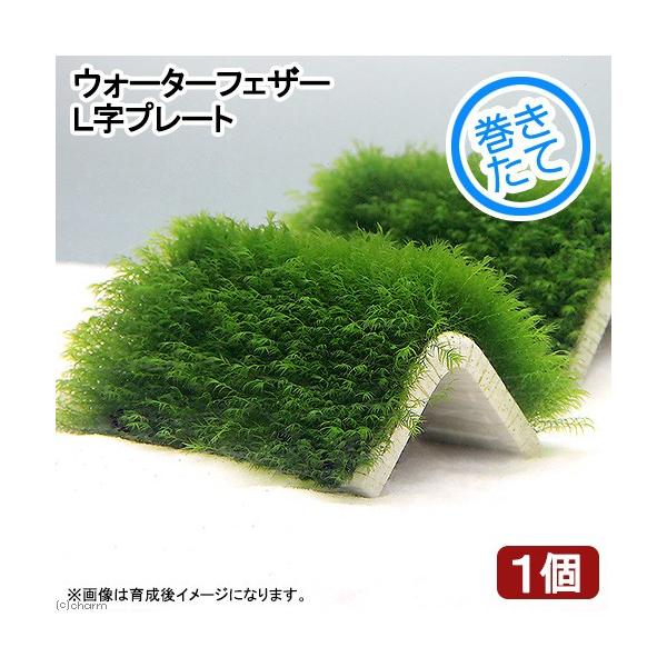 _aqua　巻きたて　モスハウス　ウォーターフェザー　大　水中葉　無農薬　熱帯魚　水草　ＲＳ　Ｌ字　プレート　ホウオウゴケ科　Ｆｉｓｓｉｄｅｎｔａｃｅａｅ　ホソホウオウゴケ属　Ｆｉｓｓｉｄｅｎｓ　ｆｏｎｔａｎｕｓ　20180829　47ho...
