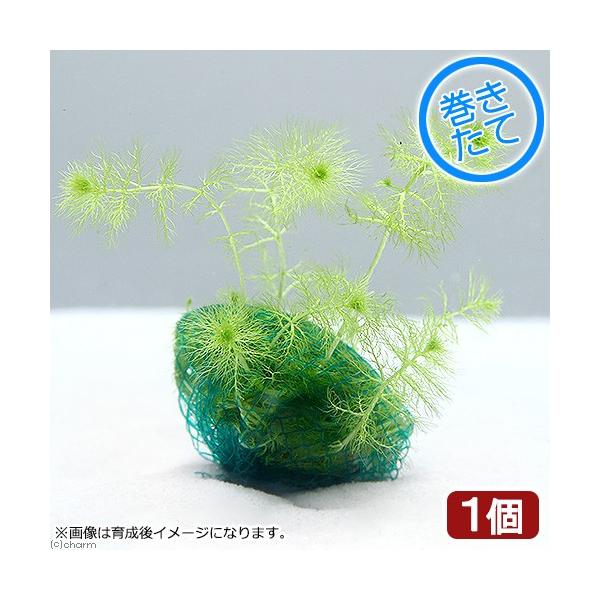 熱帯魚　_aqua　水草　浮草　後景草　ウトリクラリア　アウレア　ノタヌキモ　1個　kingyomo_osusume　bnruto0825　kingyomo1801　kingyomo2018　巻きたて　ボール　金魚藻　メダカ　産卵床　YH　...