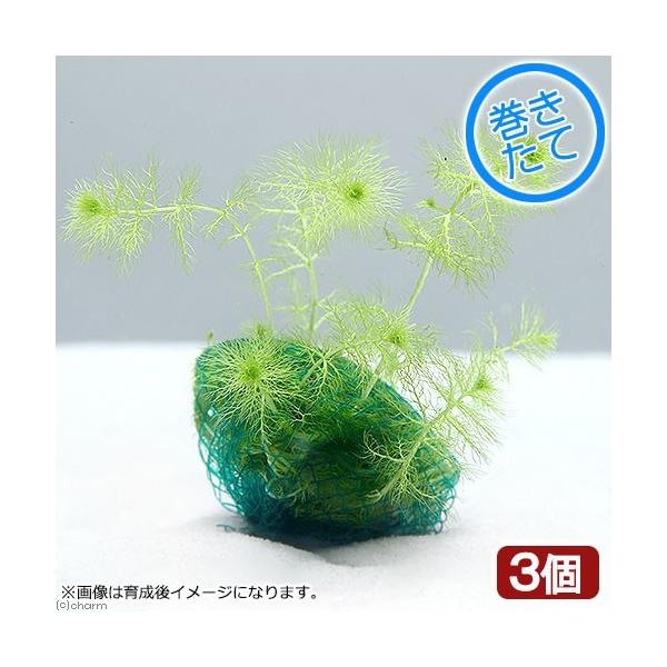 熱帯魚　_aqua　水草　浮草　後景草　ウトリクラリア　アウレア　ノタヌキモ　1個　kingyomo_osusume　bnruto0825　kingyomo1801　kingyomo2018　巻きたて　ボール　金魚藻　メダカ　産卵床　YH　...