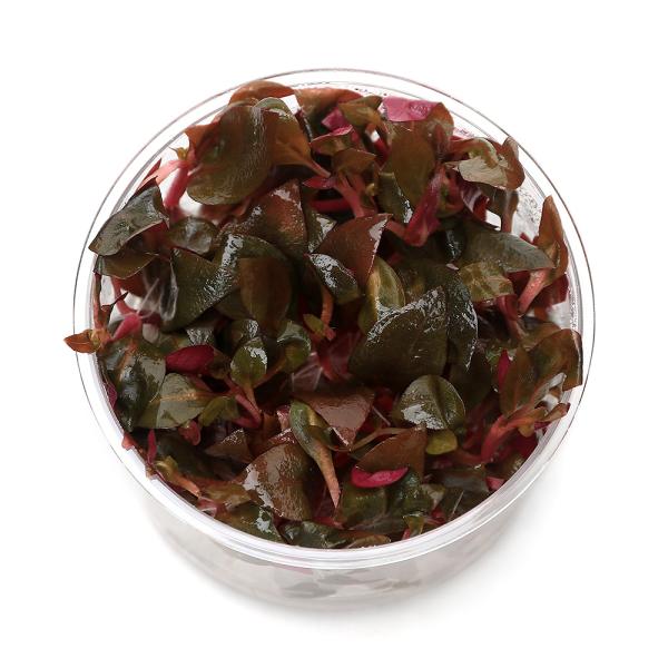 PF_SPQ　_aqua　熱帯魚　Ａｌｔｅｒｎａｎｔｈｅｒａ　水草　後景草　赤い　all_plants　水草赤い　wp_kywrd　アルテルナンテラ　組織培養　レインキー　無菌　Alternanthera_reineckii_mini　メリ...