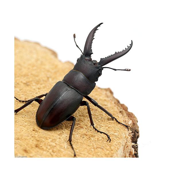 PF_SPQ　▲クワガタ　本土産　クワガタムシ育て方　カブト・クワガタ・用品　Prosopocoilus　inclinatus　inclinatus　国産ノコギリクワガタ　本土ノコギリクワガタ　restock　kongetsunyukain...