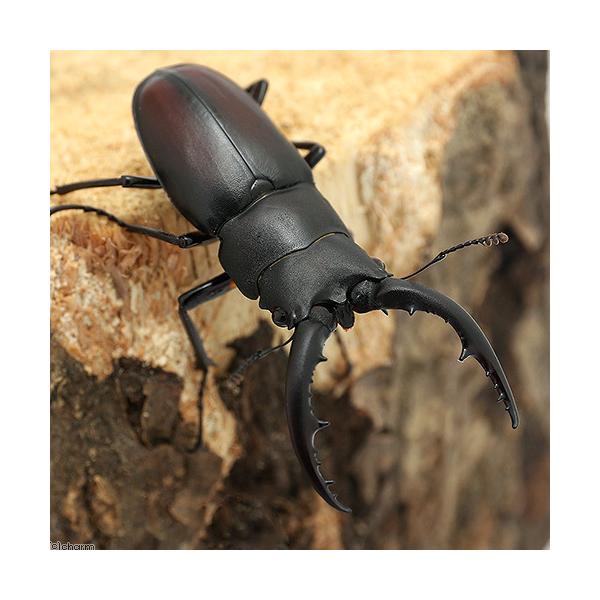 PF_SPQ　▲クワガタ　本土産　クワガタムシ育て方　カブト・クワガタ・用品　Prosopocoilus　inclinatus　inclinatus　国産ノコギリクワガタ　本土ノコギリクワガタ　restock　kongetsunyukain...