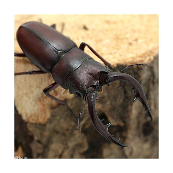 PF_SPQ　▲クワガタ　本土産　クワガタムシ育て方　カブト・クワガタ・用品　Prosopocoilus　inclinatus　inclinatus　国産ノコギリクワガタ　本土ノコギリクワガタ　restock　kongetsunyukain...