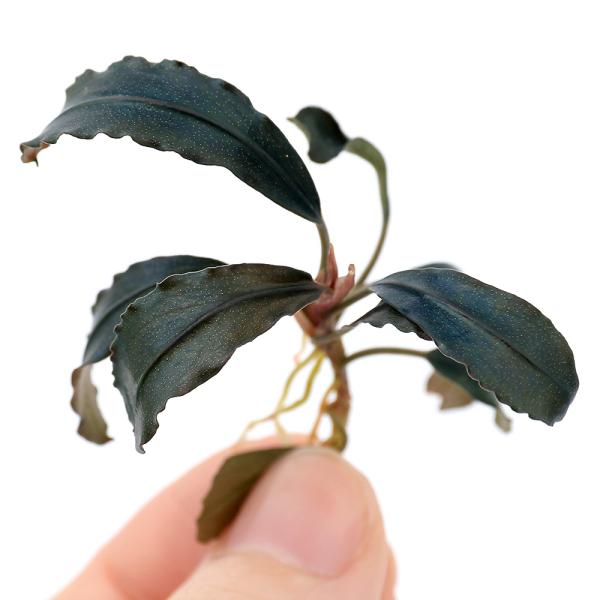 PF_SPQ　_aqua　熱帯魚　水草　クリプトとその近縁　ブセファランドラsp　水上葉　RS　テラリウム　テラ向け　20230210　bnr_busesiju　陰性水草　低光量　サトイモ科　Araceae　ブセファランドラ属　Buceph...