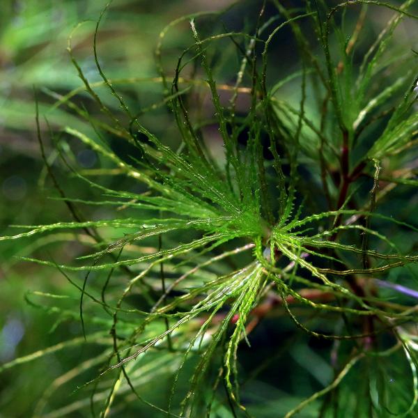 PF_SPQ　水草　中景草　後景草　透明感のある　ナヤス　インジカ　ナジャス　Najas　indica　トチカガミ科　Hydrocharitaceae　イバラモ属　インディカ　タイ　ブンコンロン湖　20230616　RS　2023kouki...