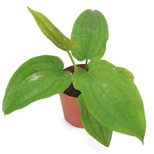 PF_SPQ　熱帯魚　Ｅｃｈ（ナ〜ハ行）　水草　エキノとその近縁　後景　エキノドルス　all_plants　wp_kywrd　saki27to09　耳　エキノドルスホリゾンタリス　Ｅｃｈｉｎｏｄｏｒｕｓ　ｈｏｒｉｚｏｎｔａｌｉｓ　Ａｌｉｓｍ...