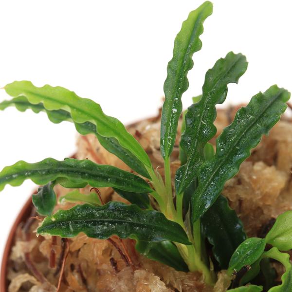 PF_SPQ　水草　陰性水草　低光量　水上葉　サトイモ科　Araceae　ブセファランドラ属　Bucephalandra　Dedai デダイ　活着　活着水草　ワンポイント　ブセファランドラｓｐ．　040水上ブセ　y26m04　2026zen...