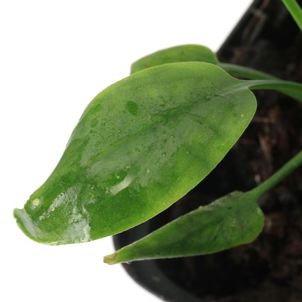 PF_SPQ　水草　クリプトとその近縁　ワイルド便　陰性水草　低光量　サトイモ科　Araceae　クリプトコリネ属　Cryptocoryne　Milky　Way　Rosa　KYS　y24m04　20240420