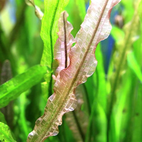 PF_SPQ　_aqua　熱帯魚　水草　ニムファ類とその近縁　後景草　大きい　無農薬　アポノゲトン　キンバリー　オーストラリア　Ａｐｏｎｏｇｅｔｏｎ　Ｋｉｍｂｅｒｌｅｙ　レースソウ科（Ａｐｏｎｏｇｅｔｏｎａｃｅａｅ)　レースソウ属（Ａｐｏｎ...
