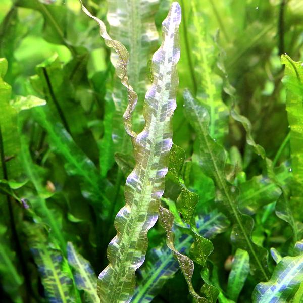 PF_SPQ　_aqua　熱帯魚　水草　ニムファ類とその近縁　後景草　大きい　無農薬　アポノゲトン　Ａｐｏｎｏｇｅｔｏｎ　ｒｉｇｉｄｉｆｏｌｉｕｓ　レースソウ科（Ａｐｏｎｏｇｅｔｏｎａｃｅａｅ)　レースソウ属（Ａｐｏｎｏｇｅｔｏｎ）　202...