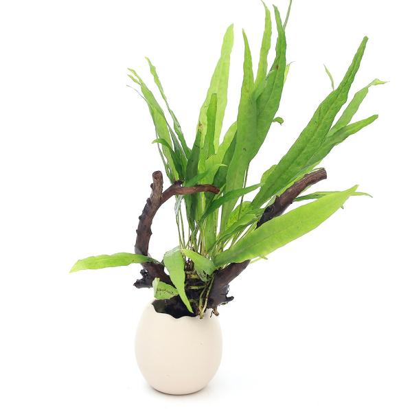 _aqua　熱帯魚　金魚　メダカ　淡水　水草　初心者　ビギナー　エッグプランター　置くだけ簡単　ミクロソリウム　プテロプス　ソードリーフ　シダ　シダ植物　羊歯　陰性水草　低光量　Ｍｉｃｒｏｓｏｒｕｍ　ｐｔｅｒｏｐｕｓ　枝流木　枝　y22m1...