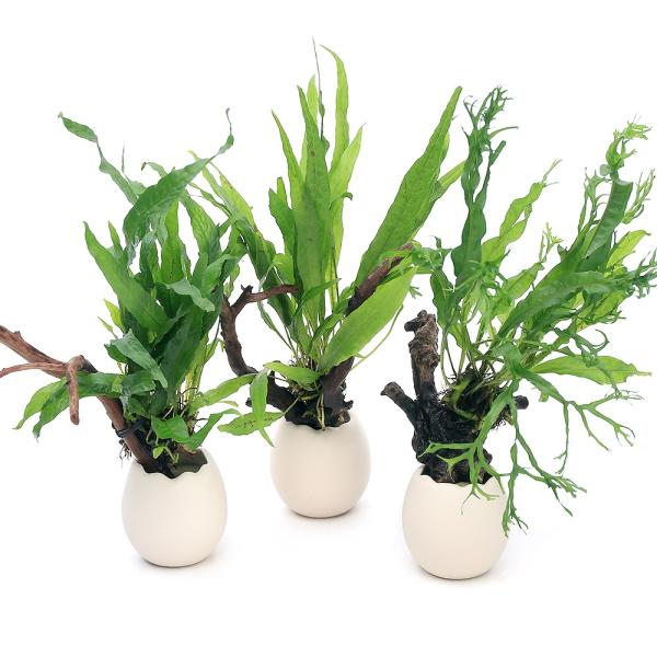 _aqua　熱帯魚　金魚　メダカ　淡水　水草　初心者　ビギナー　エッグプランター　おまかせ　置くだけ簡単　ミクロソリウム　シダ　シダ植物　羊歯　陰性水草　低光量　Microsorum　pteropus　Windelov　枝流木　枝　y22m...