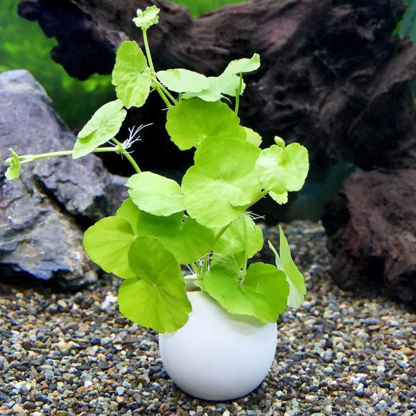 _aqua　熱帯魚　ベタ　金魚　メダカ　淡水　ビーシュリンプ　エビ　水草　簡単　初心者　ビギナー　エッグプランター　置くだけ簡単　小型水槽　アマゾンチドメグサ　アマチド　丸い　Ｈｙｄｒｏｃｏｔｙｌｅ　ｌｅｕｃｏｃｅｐｈａｌａ　y23m02　...