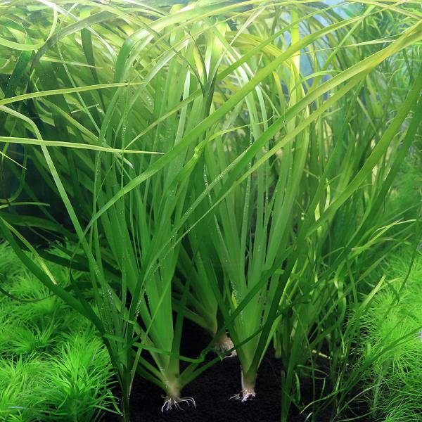 PF_SPQ　水草　ホシクサ　トニナ　スターレンジ　アフリカ　ギニア　ホシクサ科　Ｅｒｉｏｃａｕｌａｃｅａｅ　ホシクサ属　Ｅｒｉｏｃａｕｌｏｎ　ギニア便　ギニアンスタープラントナロー　ナロータイプ　半透明　y23m09　20230915　R...