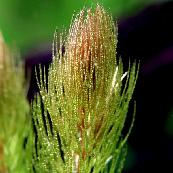 PF_SPQ　熱帯魚　金魚藻　ＣＯ２なしでも育つ水草　水草　浮き草　タイ東部　タイ　マツモ　金魚草　初心者向け　マツモ科　Ｃｅｒａｔｏｐｈｙｌｌａｃｅａｅ　マツモ属　Ｃｅｒａｔｏｐｈｙｌｌｕｍ　20230417　RS　y23m04　2023...