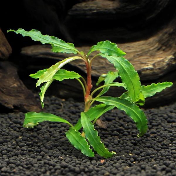 PF_SPQ　_aqua　熱帯魚　水草　クリプトとその近縁　水草　ブセファランドラｓｐ　水上葉　テラリウム　テラ向け　20251111　陰性水草　低光量　サトイモ科　Ａｒａｃｅａｅ　ブセファランドラ属　Ｂｕｃｅｐｈａｌａｎｄｒａ　ブケファラ...