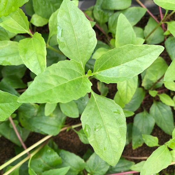 熱帯魚　水草　後景草　all_plants　アクア　アクアリウム　レイアウト　南米　中南米　キク科　Ａｓｔｅｒａｃｅａｅ　ヌマツルギク属　Ａｃｍｅｌｌａ　雑草　20230701　YH　2023kouki　y23m07