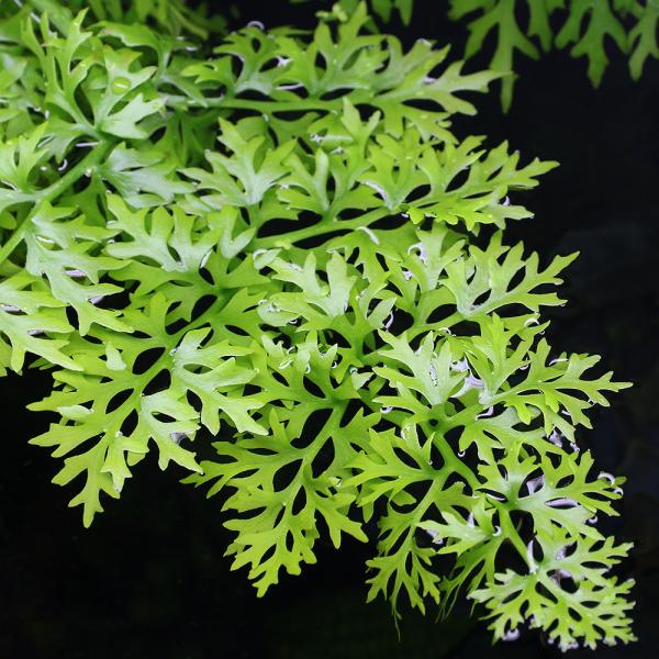 PF_SPQ　水草　浮草　floating　浮き草　チャイニーズスプライト　シダ植物　ウォータースプライト　チャイナ産　ケラトプテリス　チャイナ　水生シダ　ミズワラビ科　Ｃｅｒａｔｏｐｔｅｒｉｄａｃｅａｅ　ミズワラビ属　Cｅｒａｔｏｐｔｅｒ...