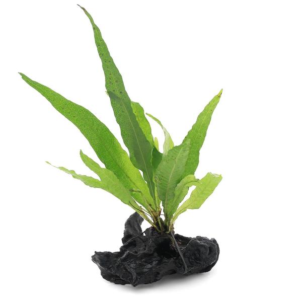 熱帯魚　水草　水草付き流木　モス／シダ付流木　all_plants　ミクロソリウム　ミクロソリウムはこちら　Microsorum　sp.　ウラボシ科　Polypodiaceae　ヌカボシクリハラン属　wp_kywrd　mzks_　しだ　羊歯...