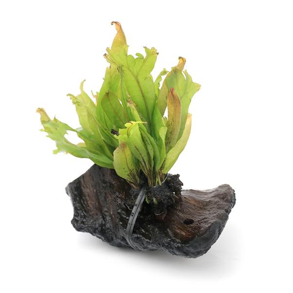 熱帯魚　水草　水草付き流木　モス／シダ付流木　all_plants　ミクロソリウム　ミクロソリウムはこちら　コーラル　Microsoriumsp.　ウラボシ科　Polypodiaceae　ヌカボシクリハラン属　wp_kywrd　mzks_　...