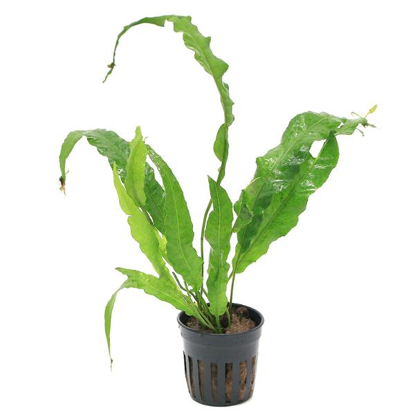 paludariumplants　パルダリウム　テラリウム　PF_SPQ　line2462terarium　熱帯魚　アクア　アクアリウム　レイアウト　レア種　水草　ミスト　ビバリウム　アクアテラリウム　着生シダ　Bolbitis　heter...