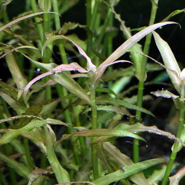 PF_SPQ　熱帯魚　有茎（カ行）　水草　後景草　明るい　赤系　単子葉類　ツユクサ科　Ｃｏｍｍｅｌｉｎａｃｅａｅ　イボクサ属　Ｍｕｒｄａｎｎｉａ　２０２４年ギニア便　ギニア便　ワイルド便　20260320　DN　y26m03
