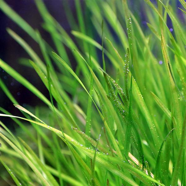 PF_SPQ　熱帯魚　水草　後景草　細い　Vallisneria　日本産　日本産水草　セキショウモ　石菖藻　バリスネリア　アカネ　トチカガミ科　Hydrocharitaceae　セキショウ属　RS　2024zenki　y24m06　2024...