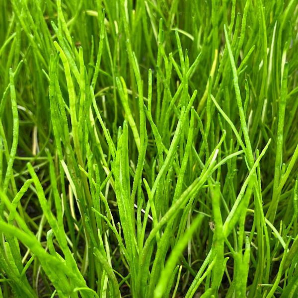 PF_SPQ　水草　熱帯魚　メダカ　アクア　アクアリウム　レイアウト　greenplants　前景草　草原のような　コブラグラスはこちら　リラエオプシス　ポリアンサ　ヘビクビソウ　Lilaeopsis　polyantha　オーストラリア　オ...