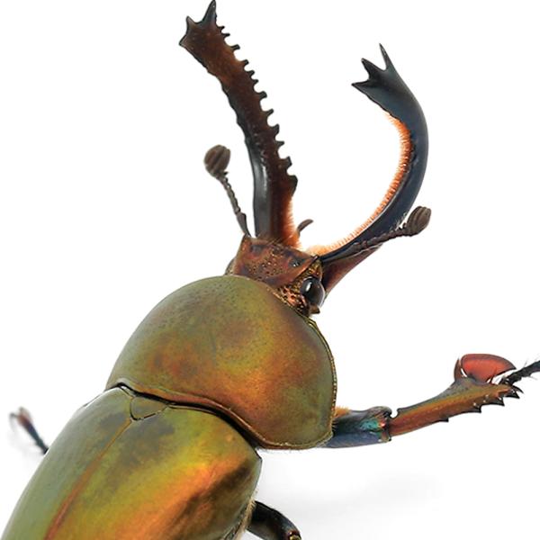 クワガタ　▲クワガタ　色虫　カブト・クワガタ・用品　カブトムシ・クワガタ　外国産クワガタ　成虫　▲クワガタ色虫　hontko12　poole81　fkingp7　insect_database　soy2012_konkuwa　kaijyo　...